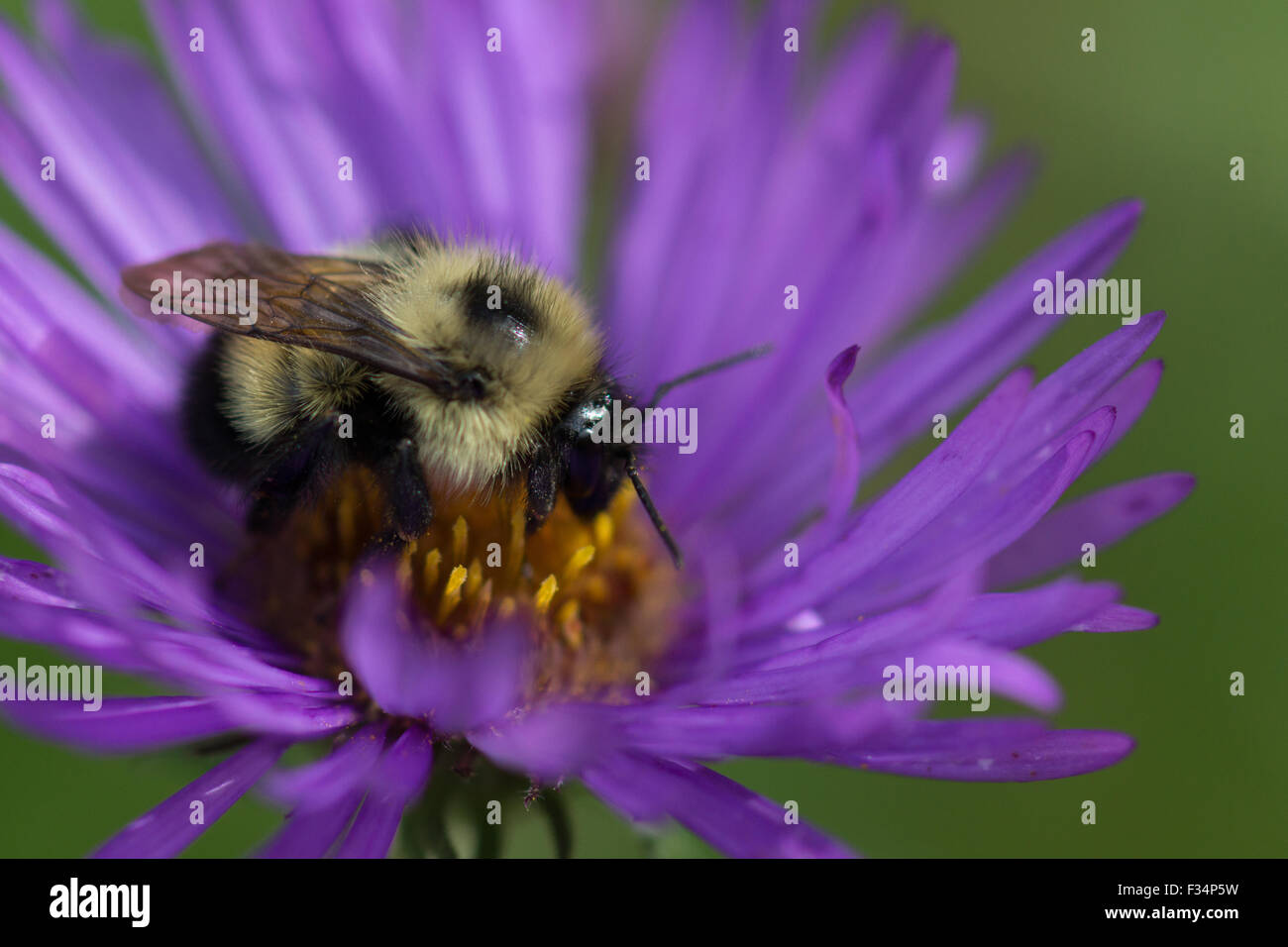 A bumblebee visits a New England Aster (Symphyotrichum novae-angliae ...