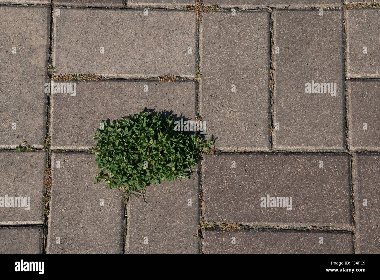Weeds paving hi-res stock photography and images - Alamy
