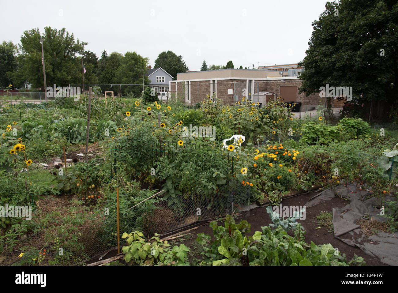 An urban community garden full of vegetables and flowers growing and ...