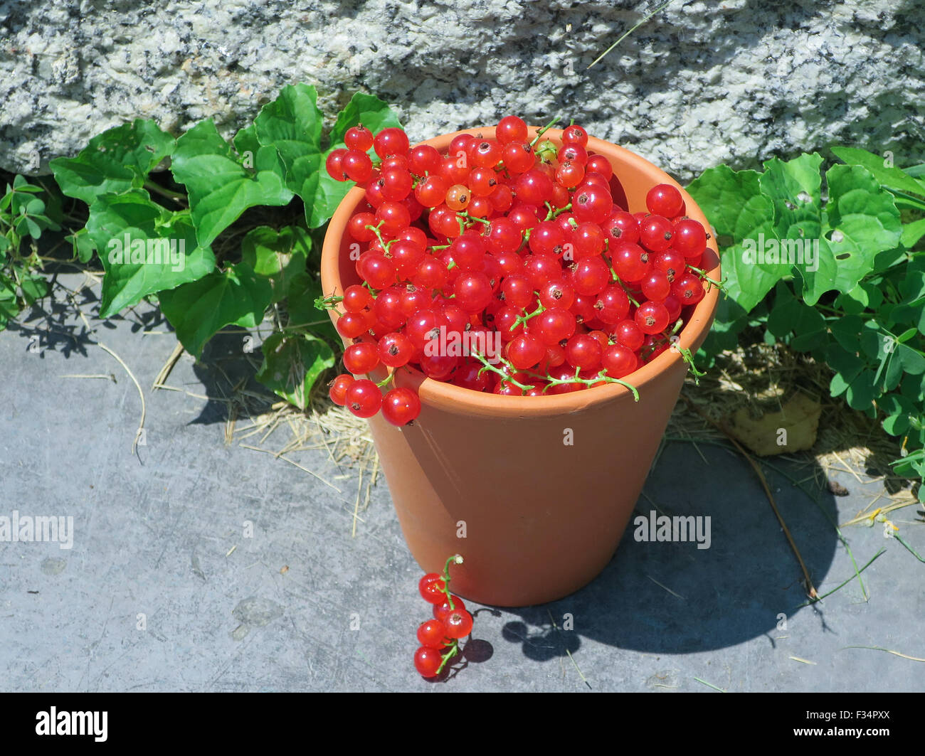Red flowering currant bush hi-res stock photography and images - Alamy