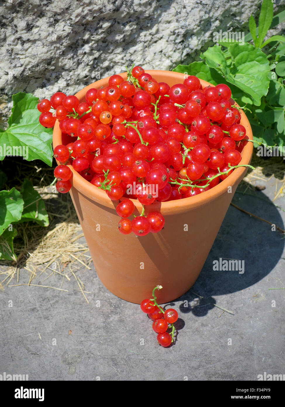 A clay pot full of red currants Stock Photo - Alamy