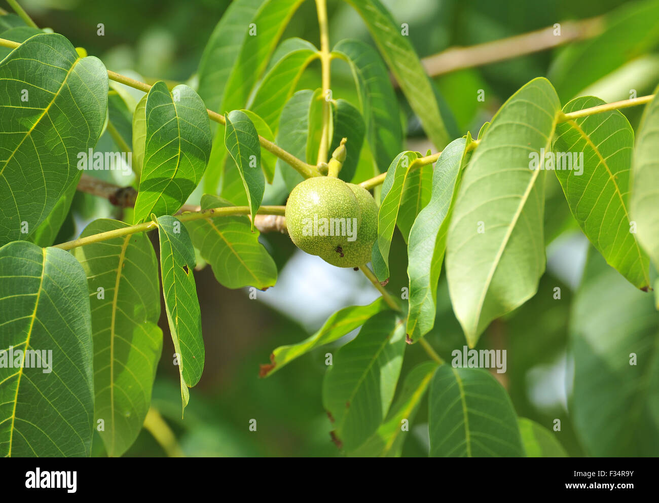 The fruits of walnut growing on a tree Stock Photo - Alamy