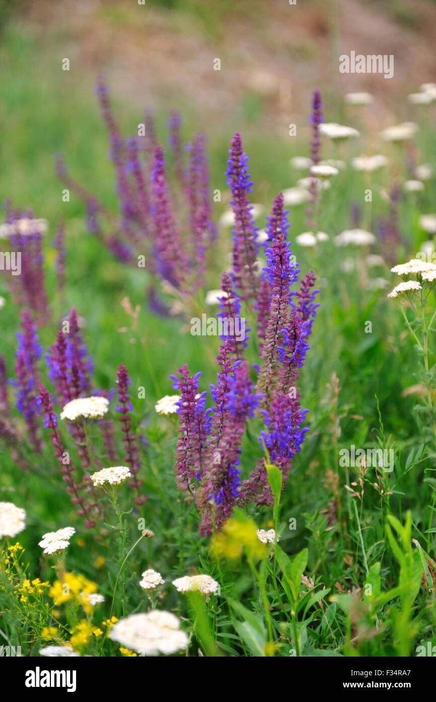 Purple Sage Meadow Stock Photo - Alamy