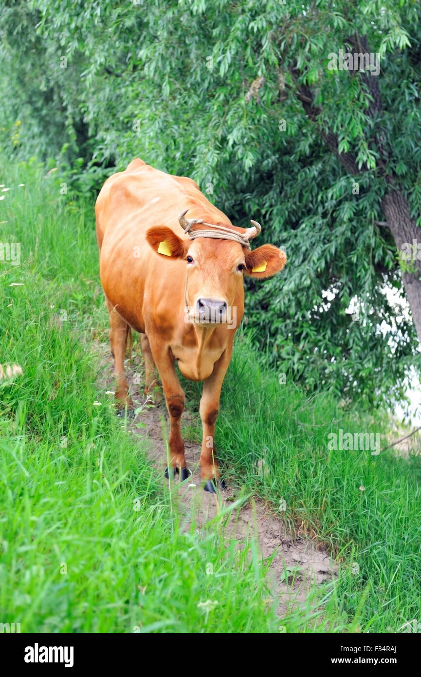 Cow pale brown color goes towards the path Stock Photo - Alamy