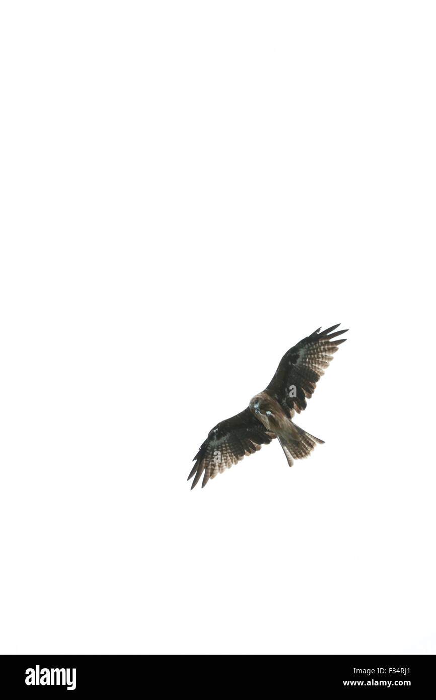 Osaka city japan Cut Out Stock Images & Pictures - Alamy