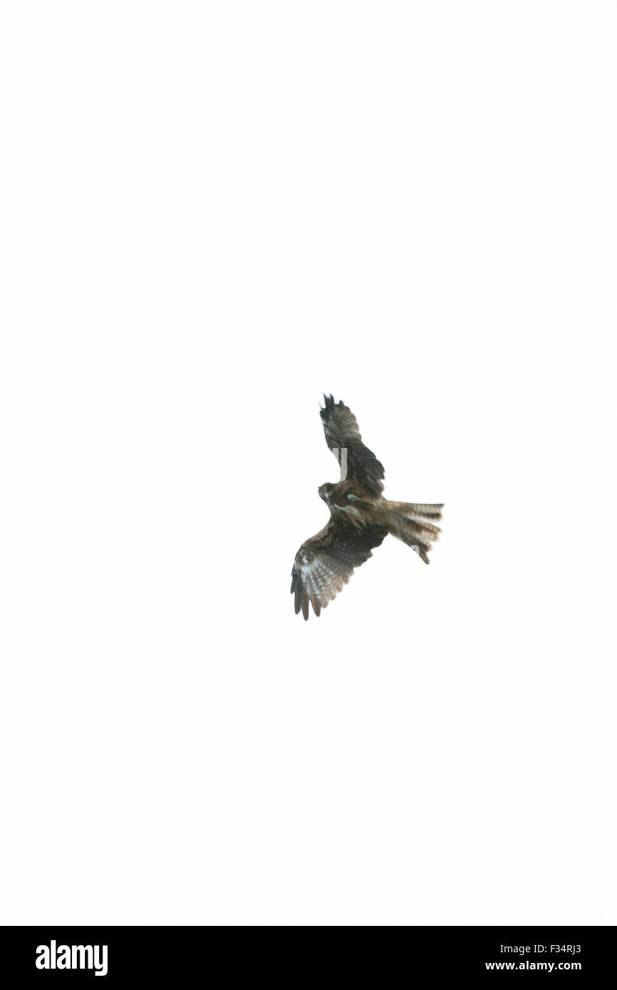 Capital of japan Cut Out Stock Images & Pictures - Alamy