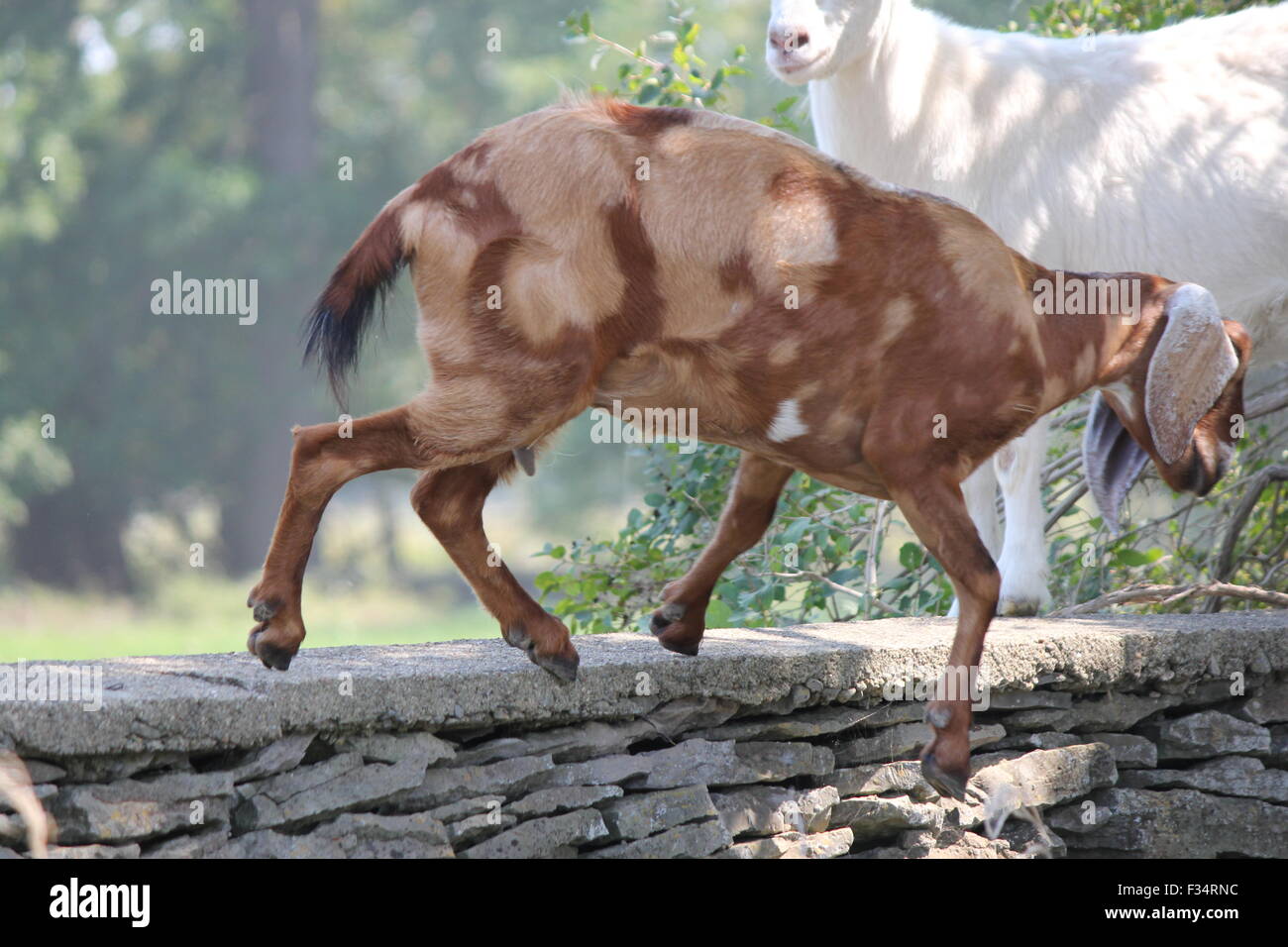 Goat jumping hi-res stock photography and images - Alamy