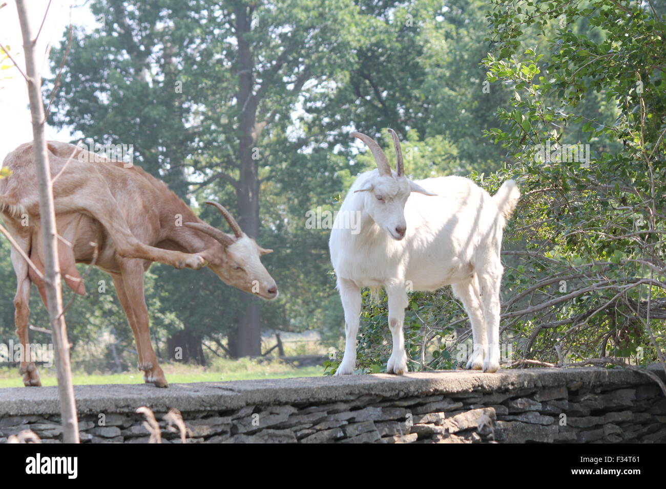 Goats standing on top of a stone wall at a small farm Stock Photo - Alamy
