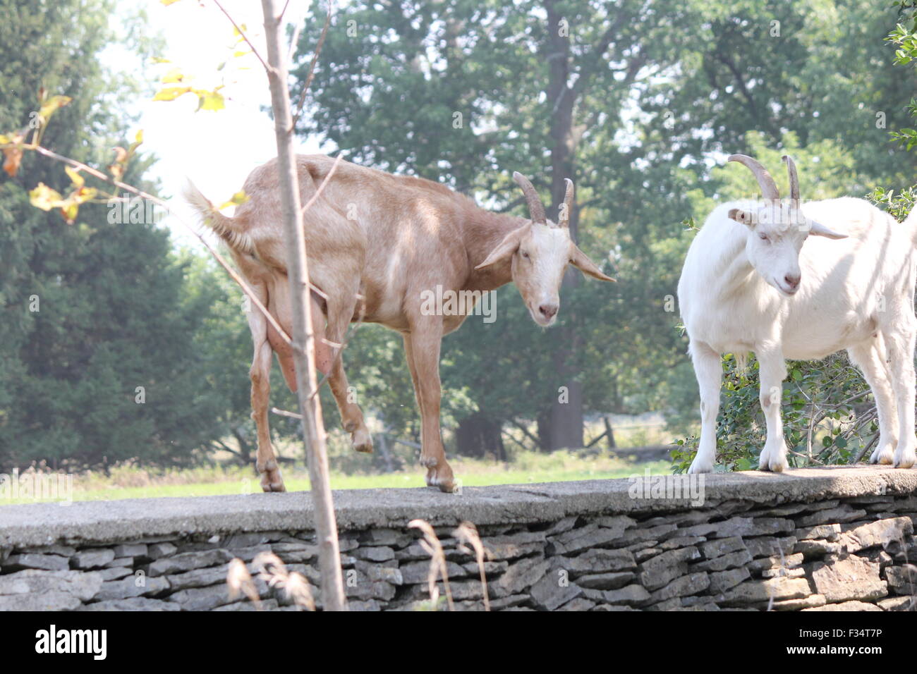 Farm goats hi-res stock photography and images - Alamy