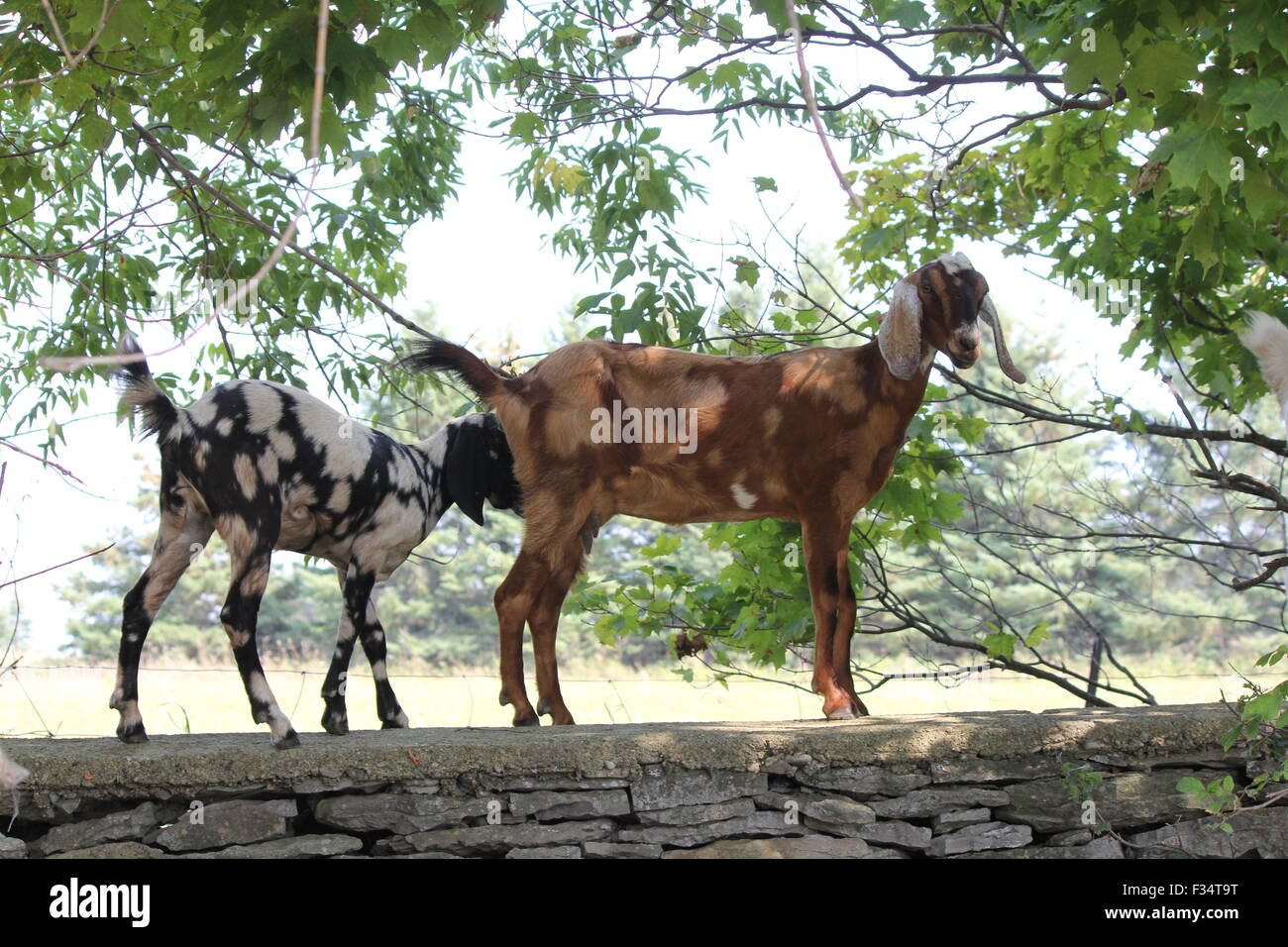 Multi-colored goats standing on top of a stone wall Stock Photo - Alamy