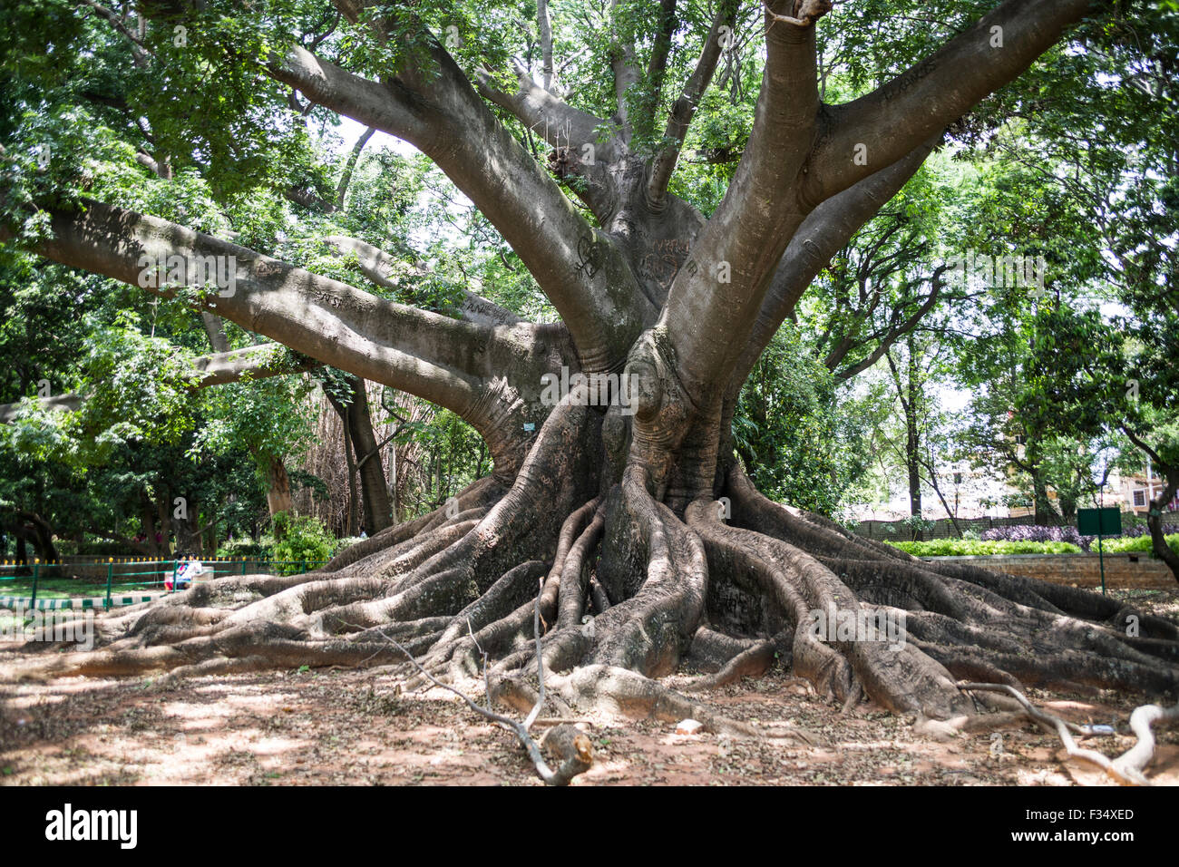 White floss tree High Resolution Stock Photography and Images - Alamy
