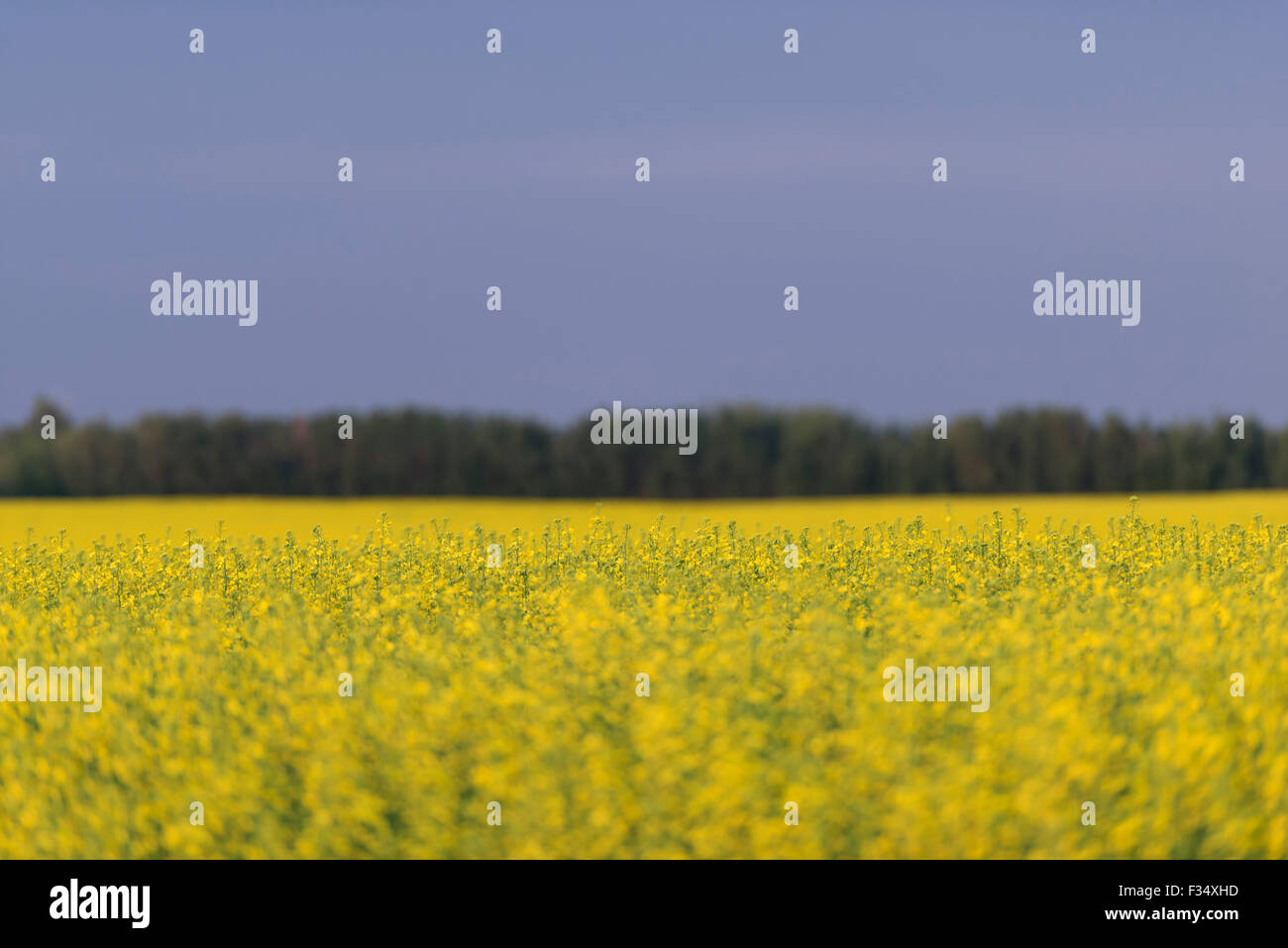 Canola field hi-res stock photography and images - Alamy