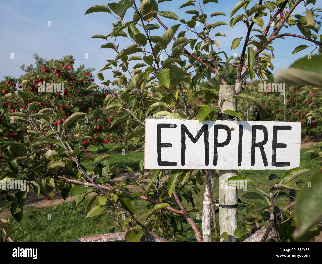 Empire apple variety. Apple orchard in Ontario, Canada Stock Photo - Alamy