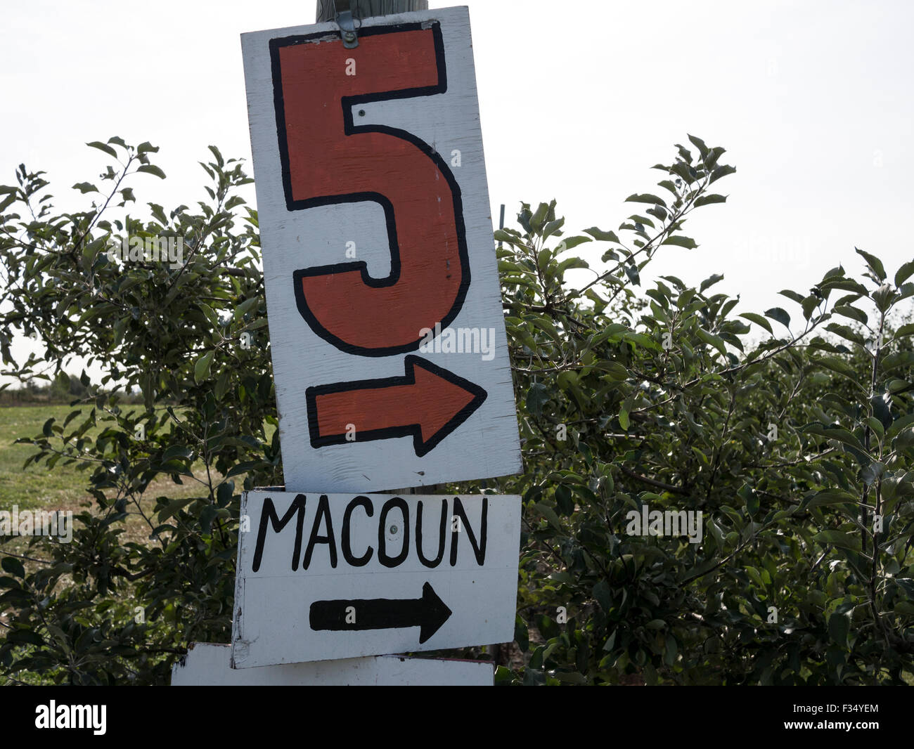Macoun apple tree hi-res stock photography and images - Alamy
