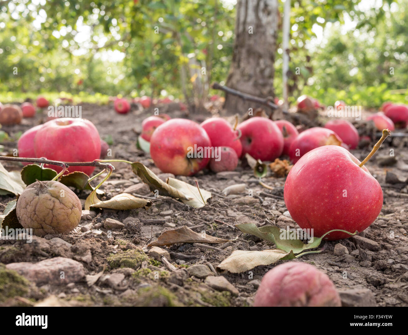 Ripe apples fallen on the ground in an apple orchard Stock Photo - Alamy