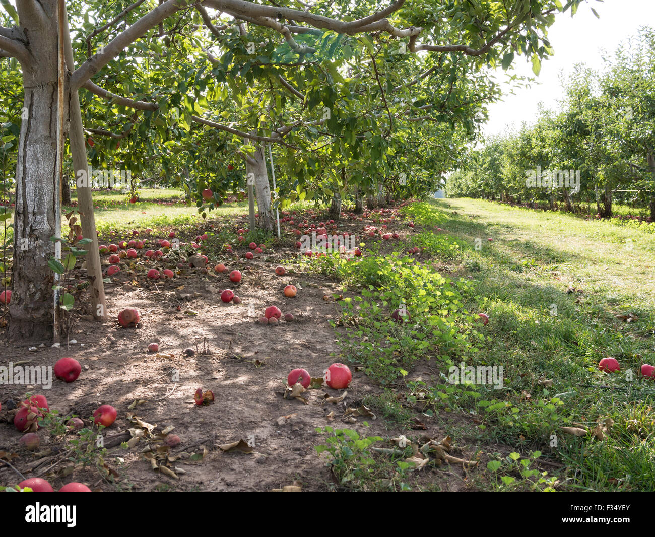 Ripe apples fallen on the ground in an apple orchard Stock Photo - Alamy