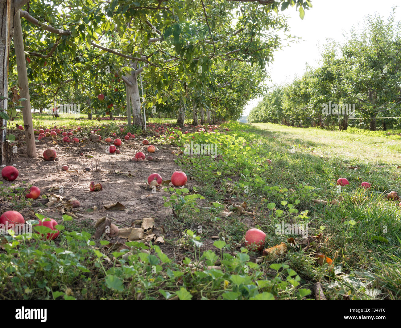 Ripe apples fallen on the ground in an apple orchard Stock Photo - Alamy