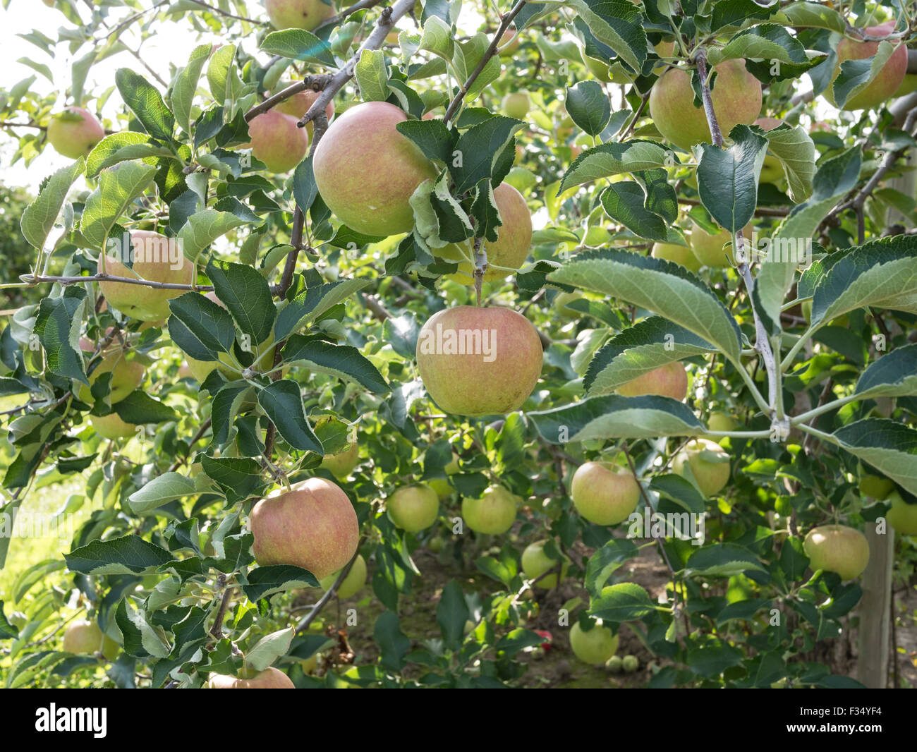 Jonagold apple variety in a apple orchard. Apple orchard, Ontario ...