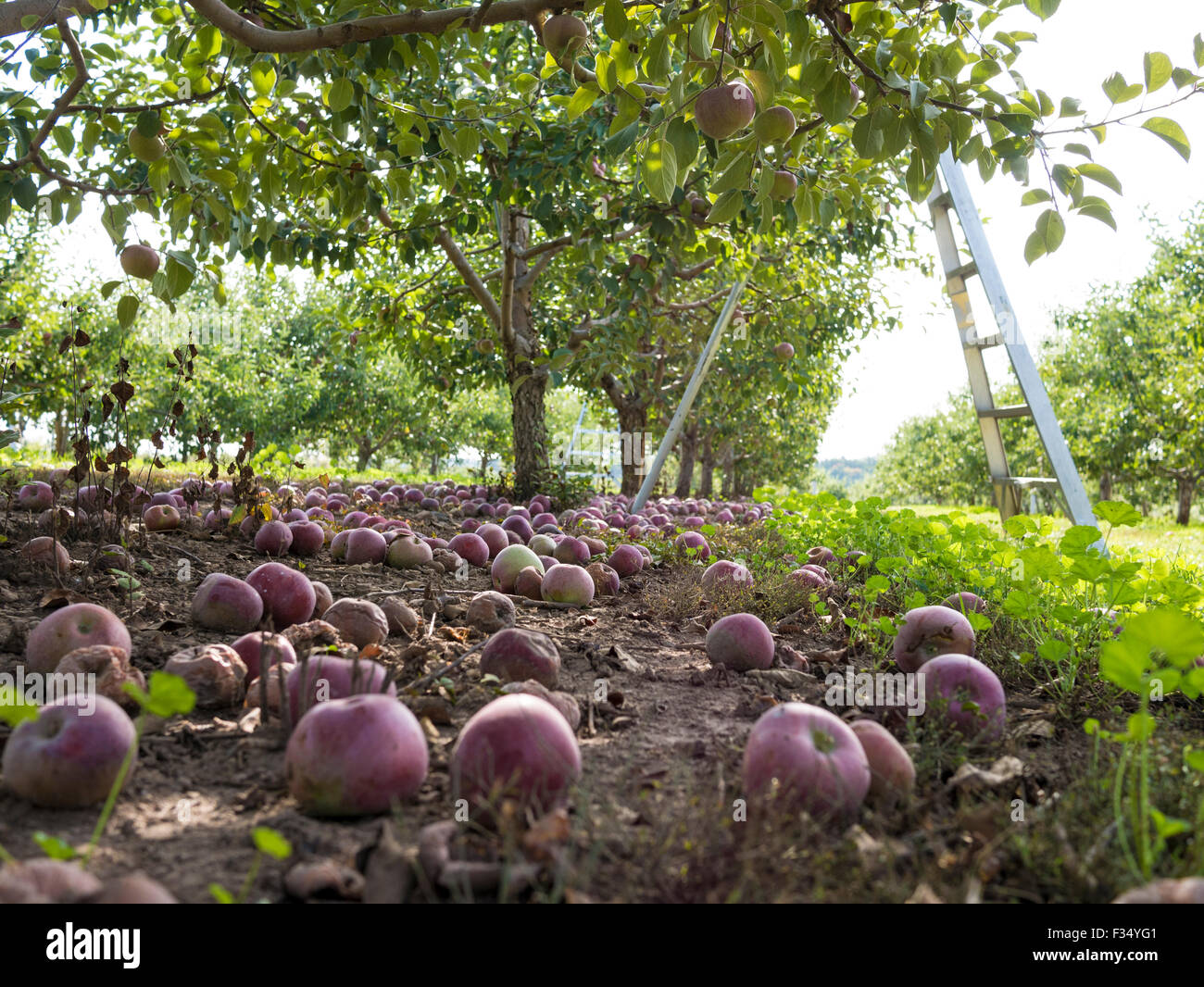 Ripe apples fallen on the ground in an apple orchard Stock Photo - Alamy