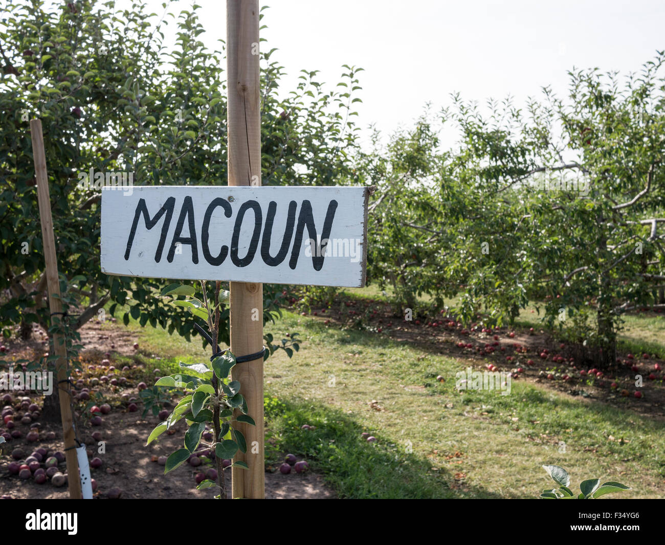 Macoun apple tree hi-res stock photography and images - Alamy
