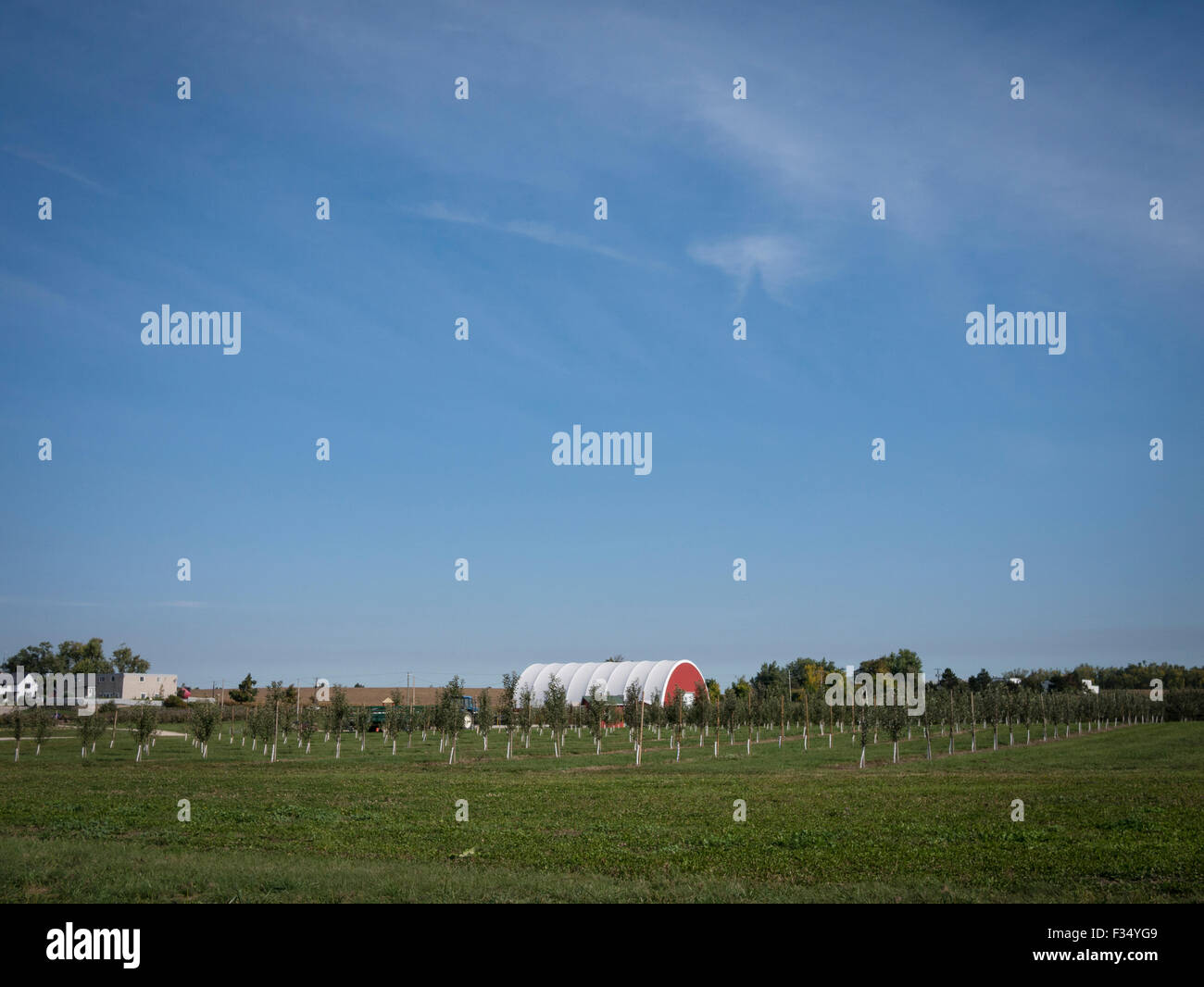 Apple orchard, Ontario Canada. Apple saplings and barn Stock Photo - Alamy