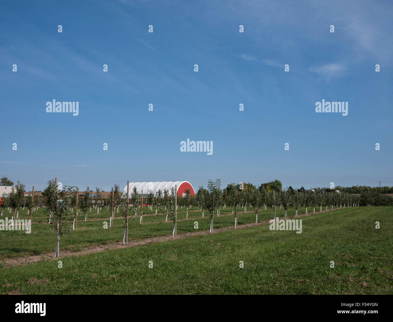 Apple orchard, Ontario Canada. Apple saplings and barn Stock Photo - Alamy