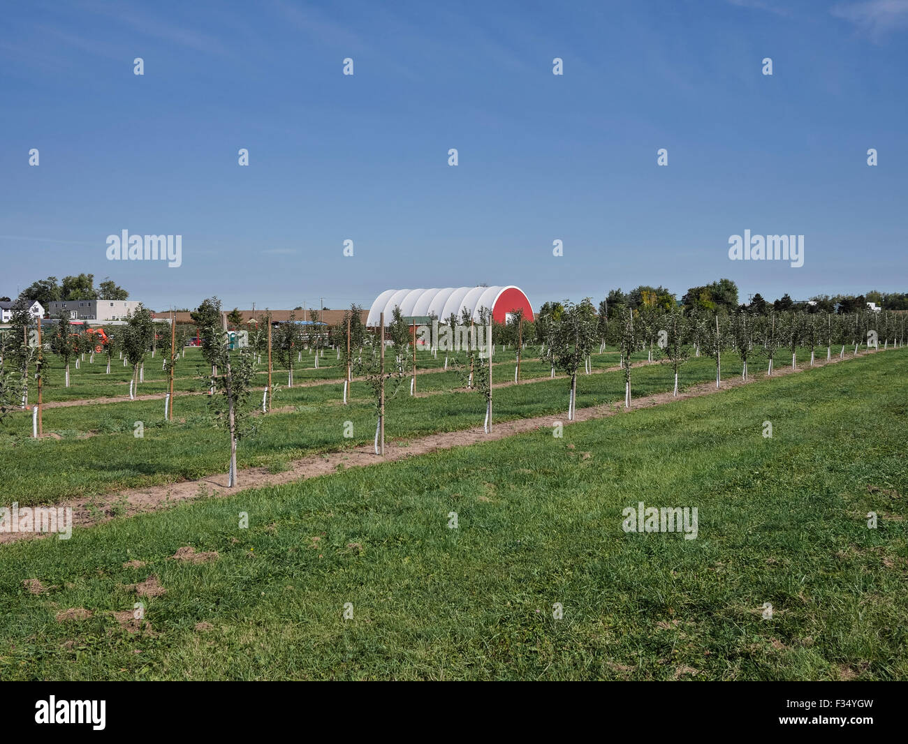 Apple tree saplings hi-res stock photography and images - Alamy