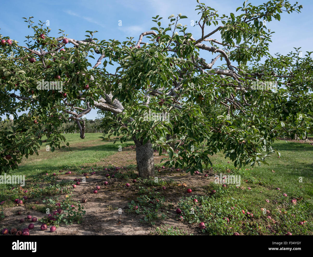 Macintosh apple tree and fallen apples in an apple orchard, Ontario ...