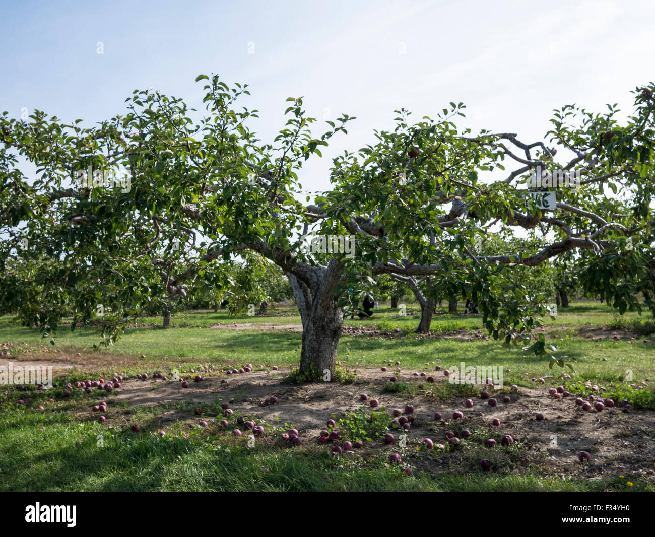 Macintosh apple tree and fallen apples in an apple orchard, Ontario ...