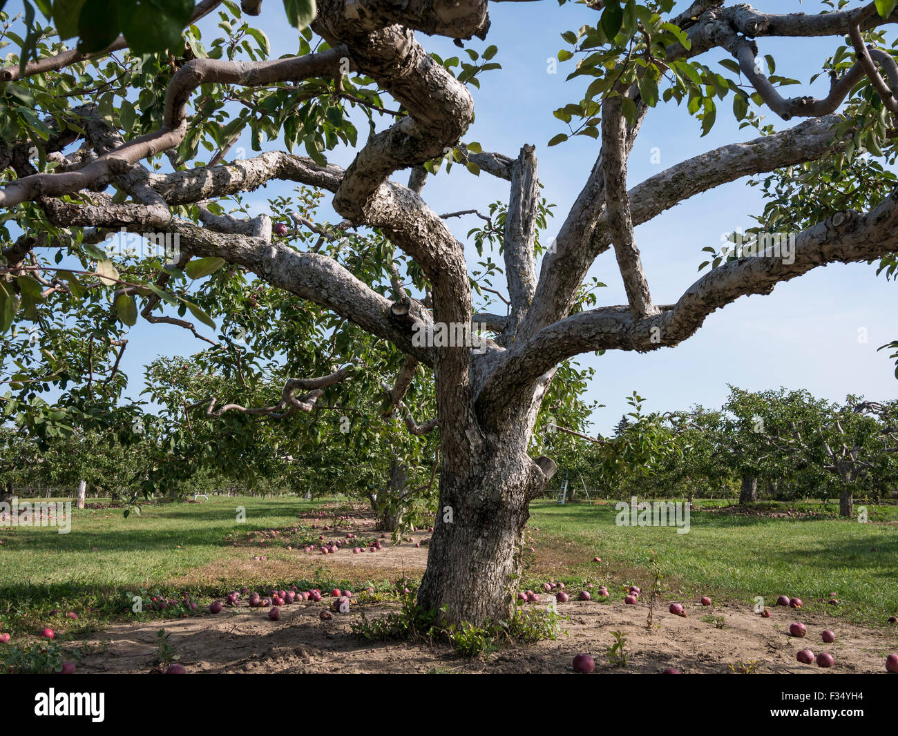 Macintosh apple tree and fallen apples in an apple orchard, Ontario ...