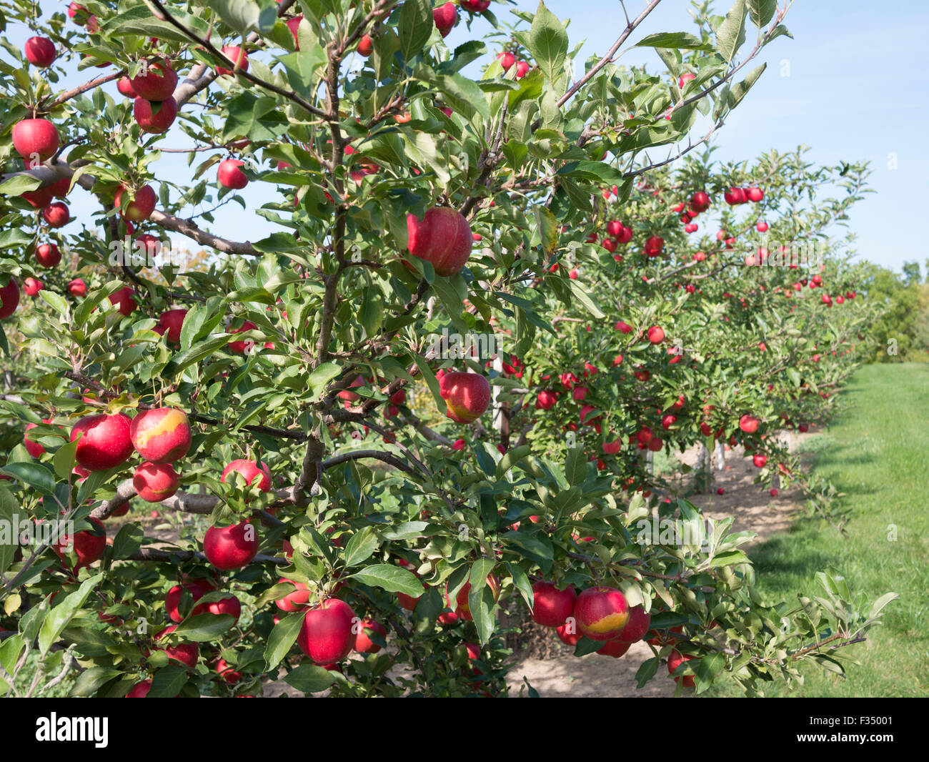 Empire apple variety. Apple orchard in Ontario, Canada Stock Photo - Alamy