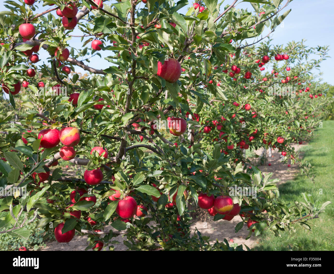 Empire apple variety. Apple orchard in Ontario, Canada Stock Photo - Alamy
