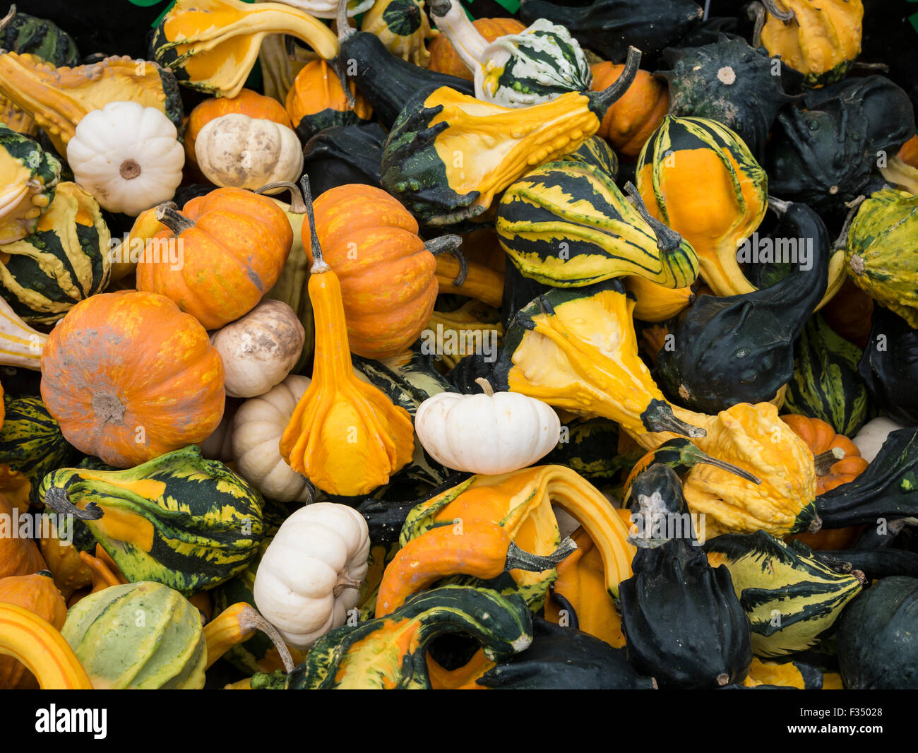 Various type of gourds on display in a farmers market Stock Photo - Alamy