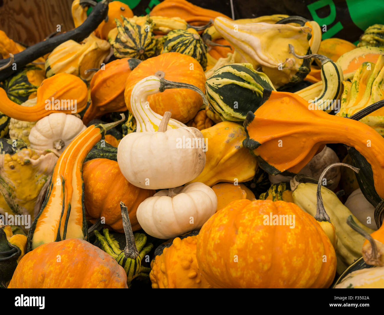 Various type of gourds on display in a farmers market Stock Photo - Alamy