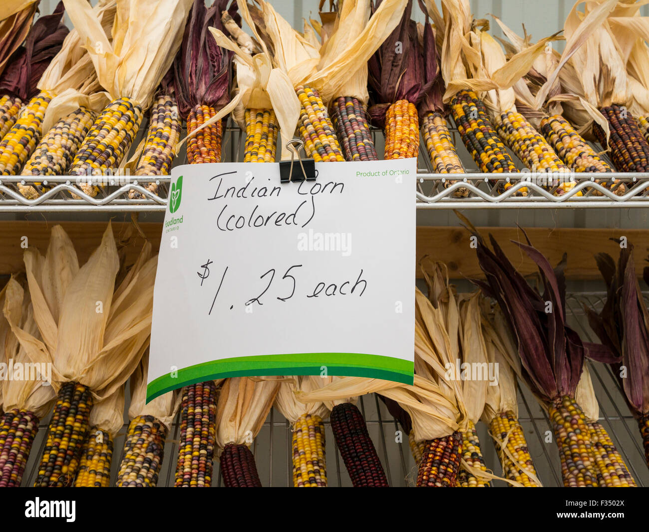 Indian Colored Corn Cobs on display in farmers market Stock Photo - Alamy