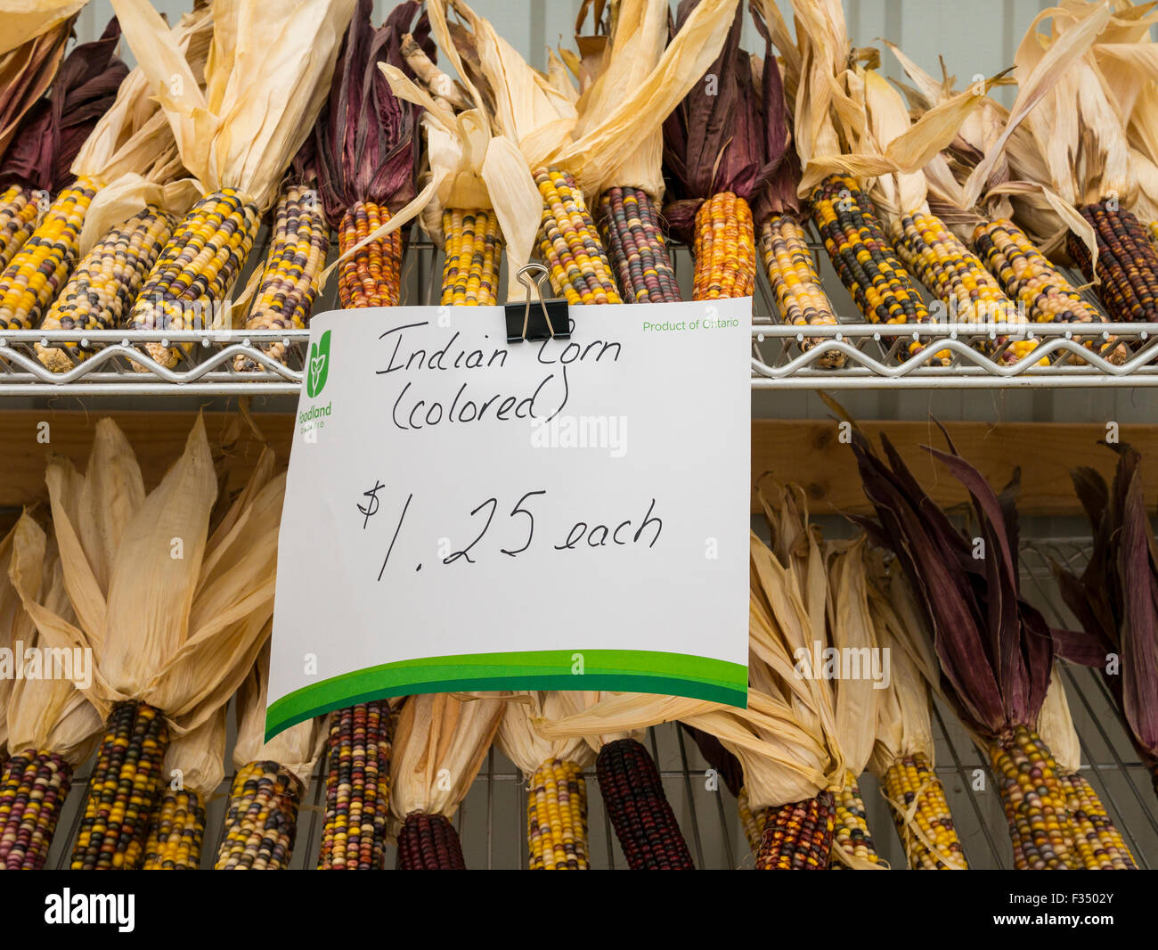Indian Colored Corn Cobs on display in farmers market Stock Photo - Alamy