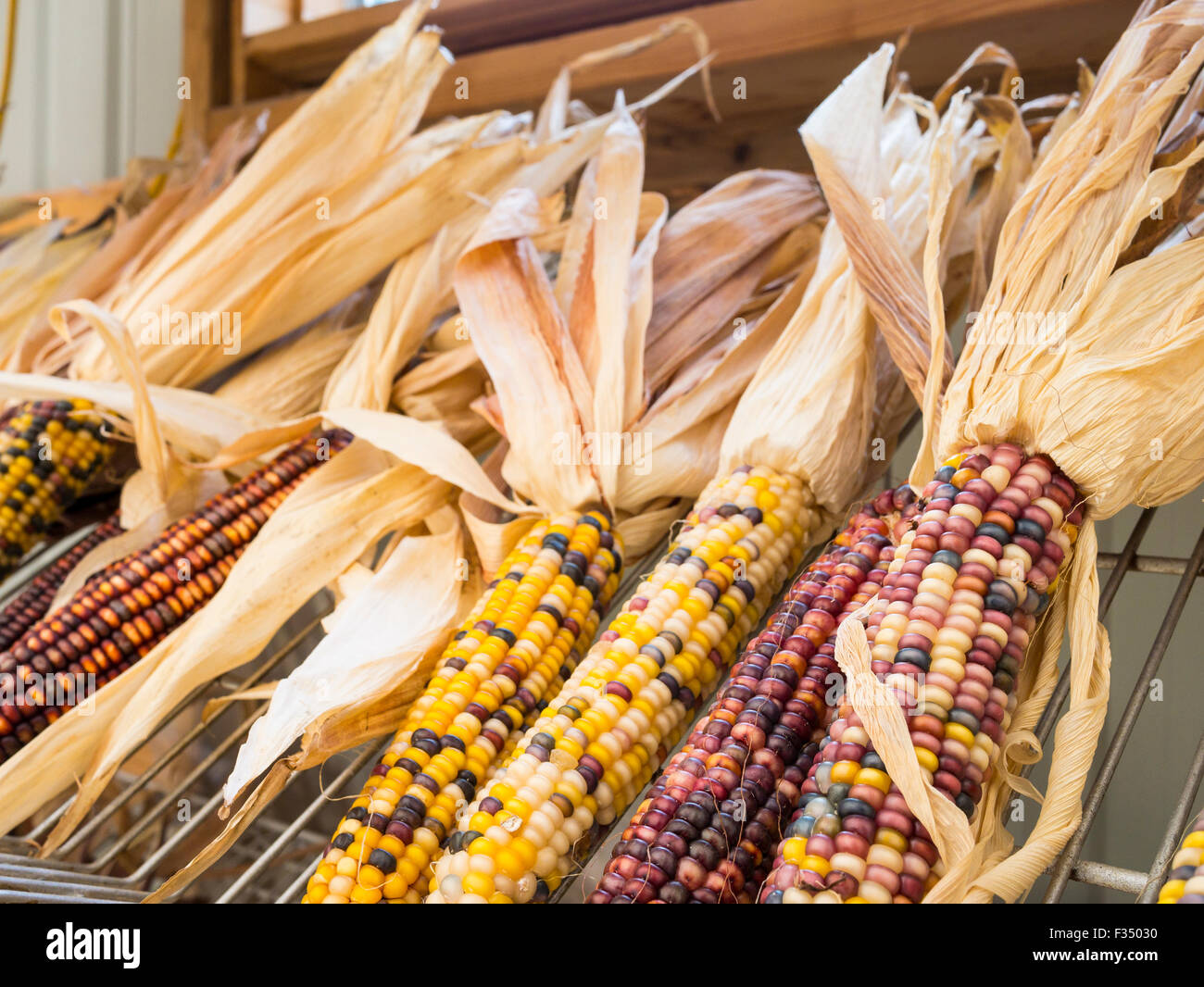 Indian Colored Corn Cobs on display in farmers market Stock Photo - Alamy