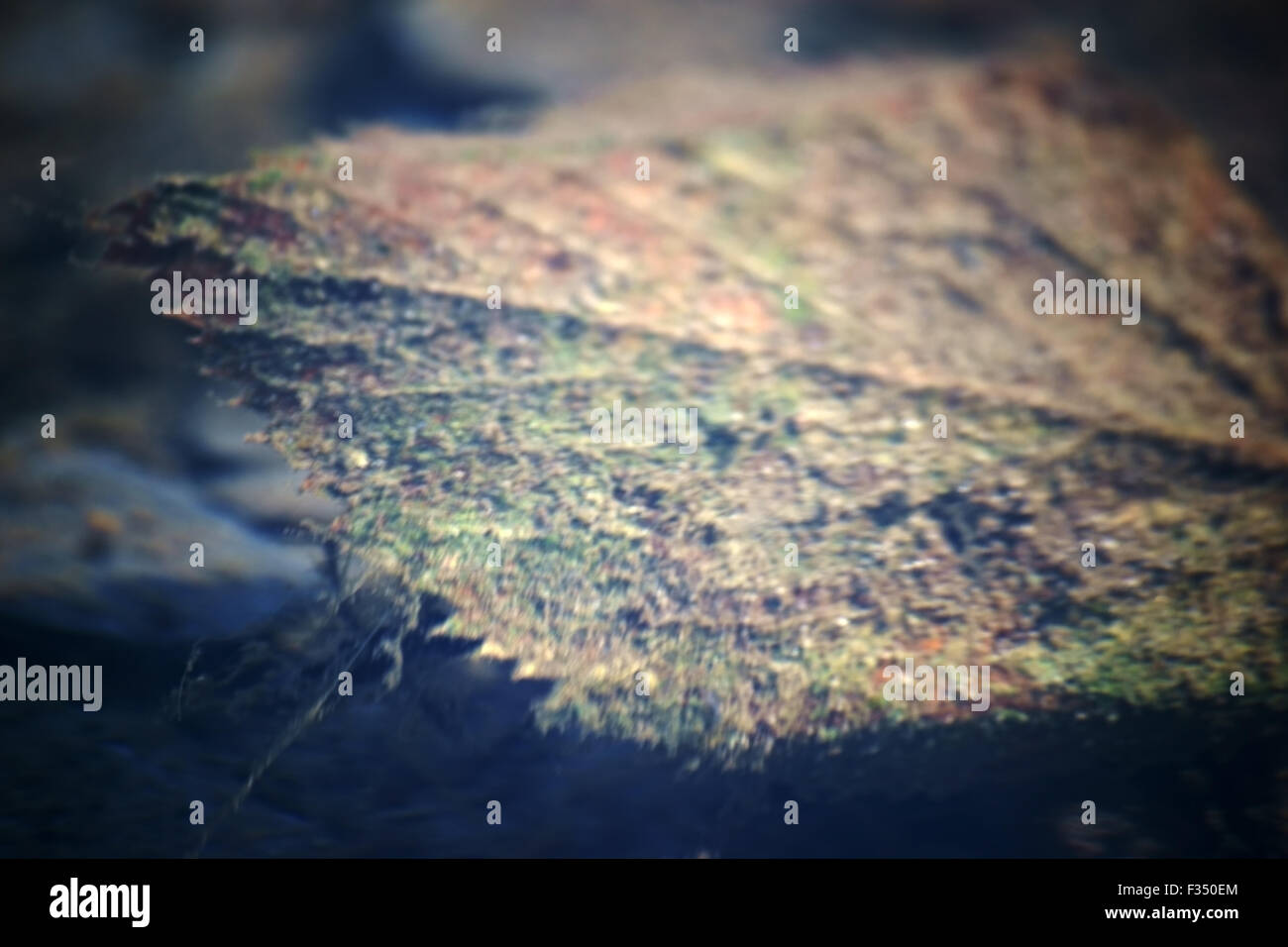 Rotting leaf hi-res stock photography and images - Alamy