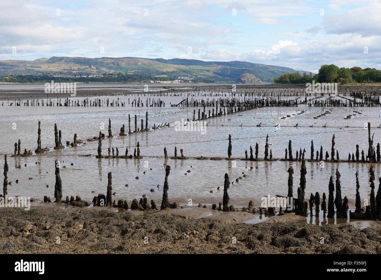 Remains of the timber ponds which were used to season timber for the ...