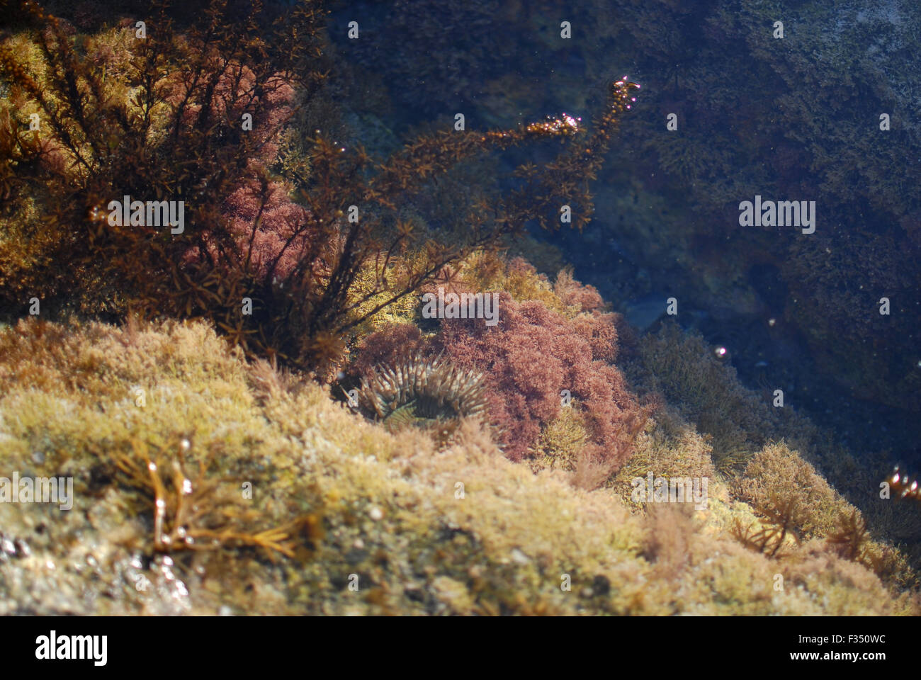 Underwater tide pool Stock Photo - Alamy