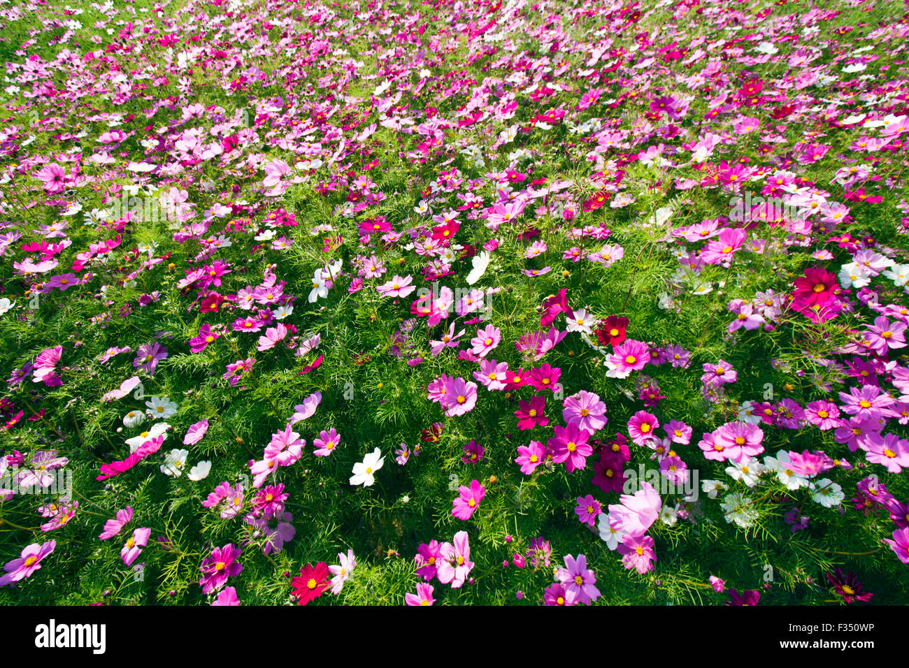 beautiful group field of bloom flowers Cosmos bipinnatus Stock Photo ...