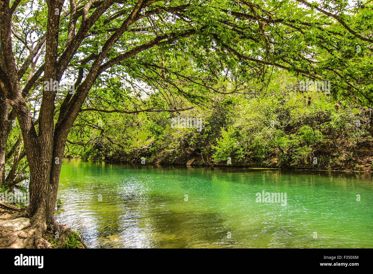 Barton Creek tributary feeds the Colorado River as it flows through ...