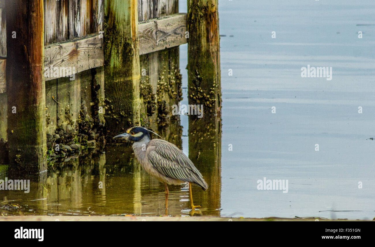 Water ski ramp hi-res stock photography and images - Alamy