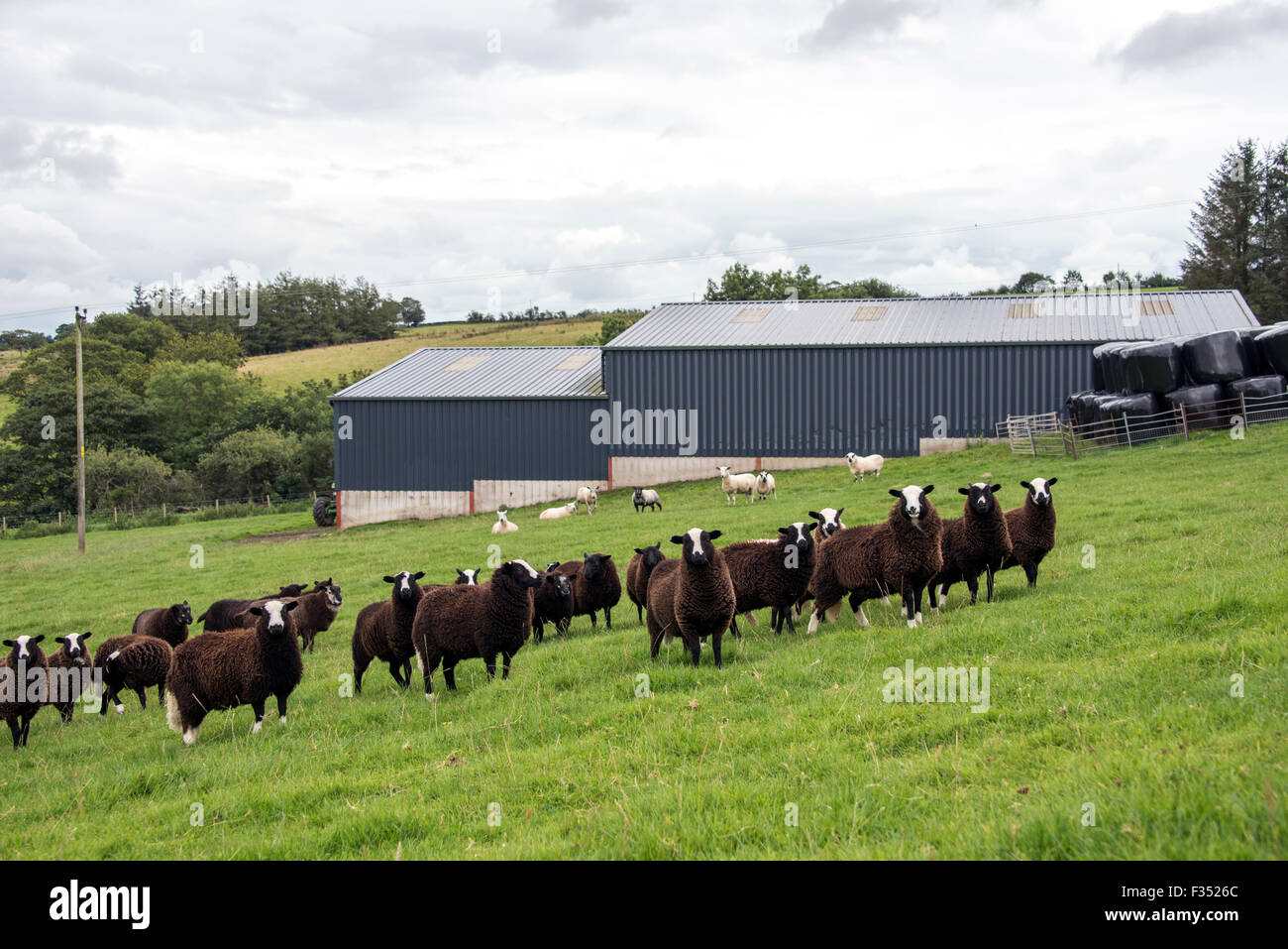 Sheep grazing in a field with farm buildings Stock Photo - Alamy