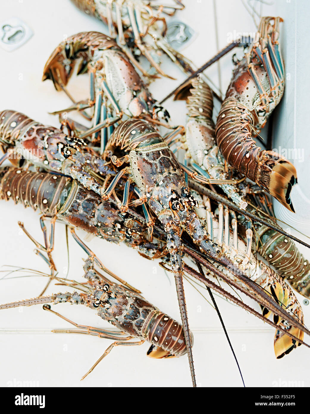 Bahamas food lobster hi-res stock photography and images - Alamy