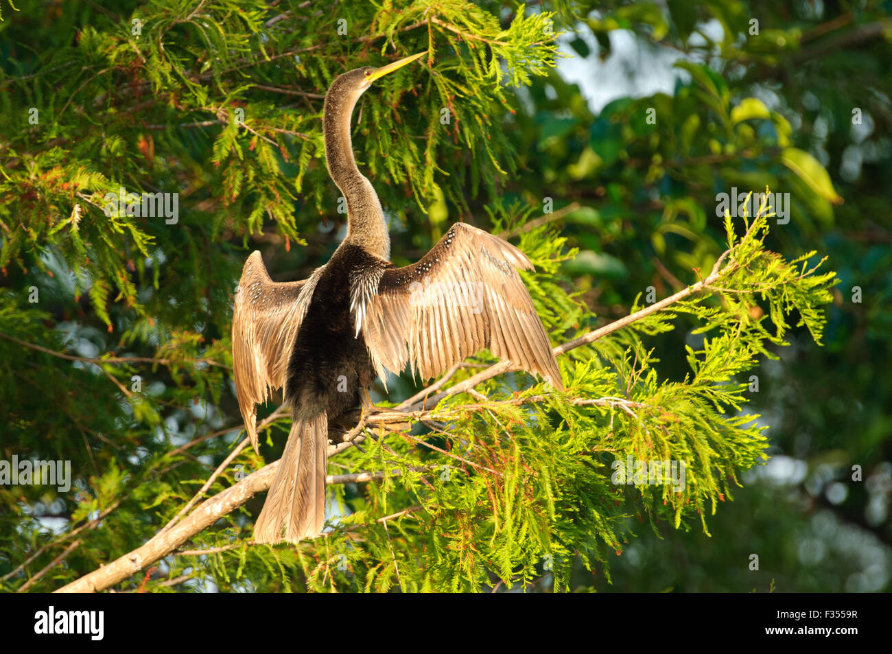 Anhinga (Anhinga anhinga) drying wings in tree, Wakodahatchee Wetlands ...