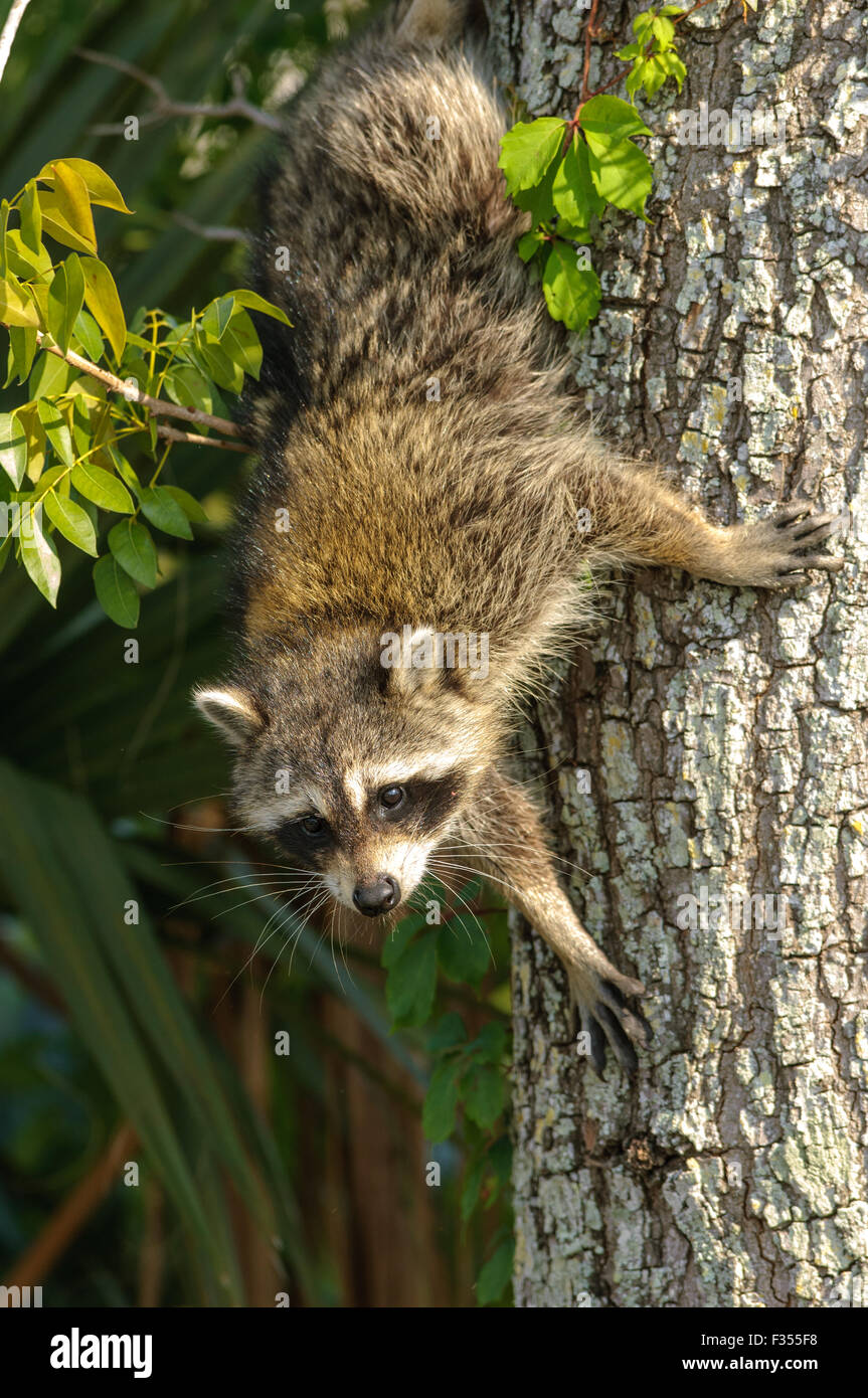Raccoon (Procyon lotor) climbing tree, Arthur R Marshall National ...