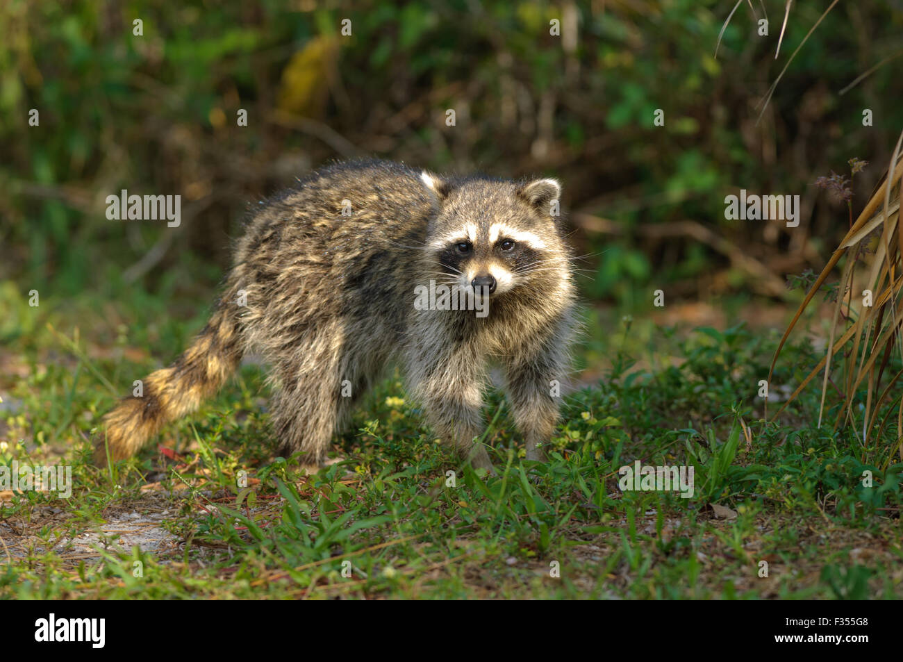 Raccoon (Procyon lotor), Arthur R Marshall National Wildlife Reserve ...