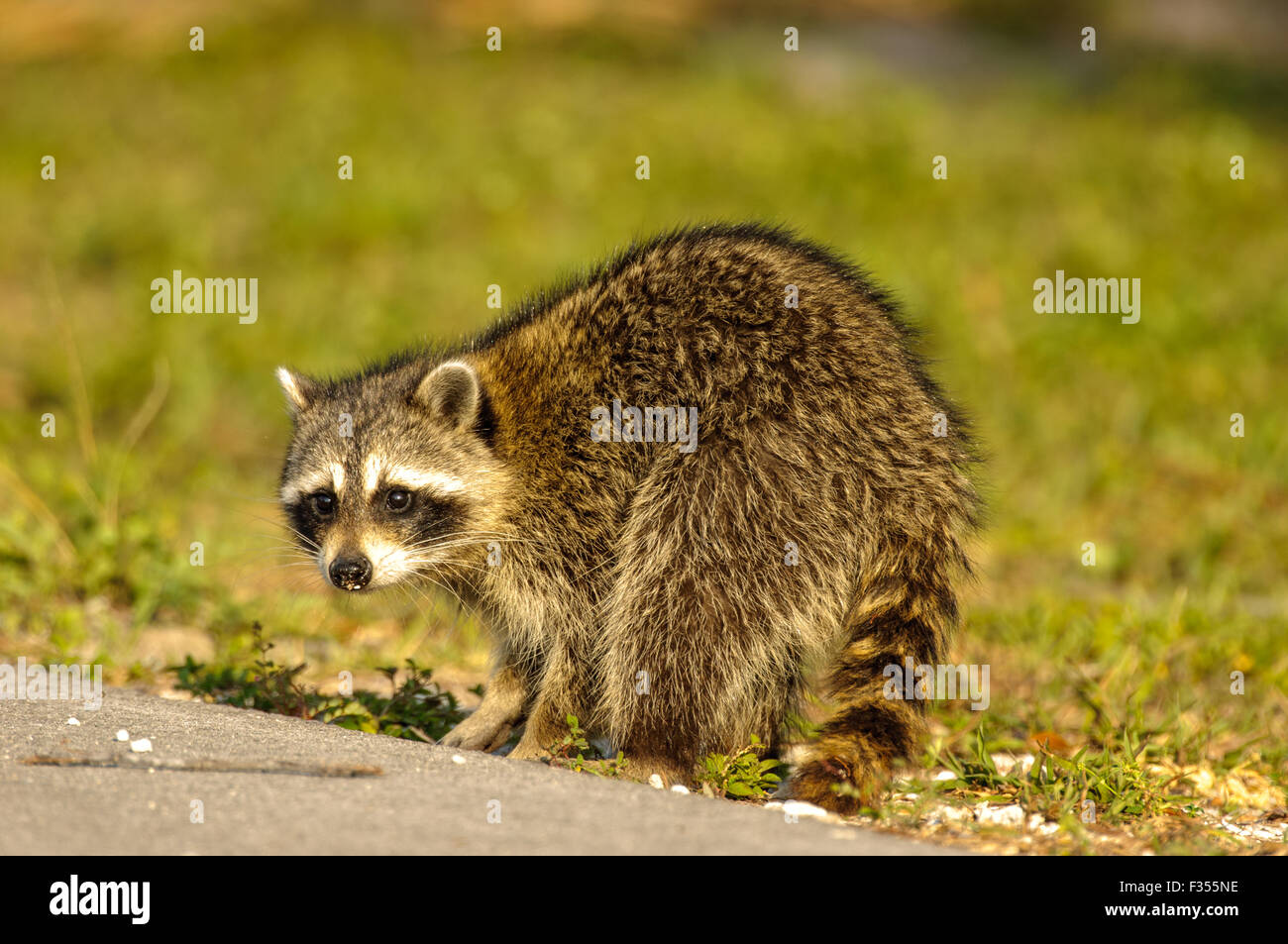 Raccoon (Procyon lotor), Arthur R Marshall National Wildlife Reserve ...