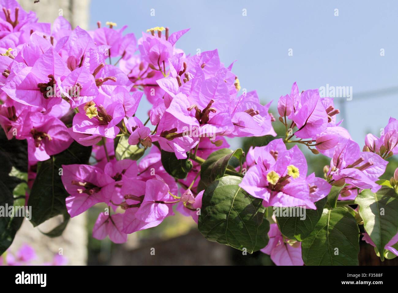 Buganville hi-res stock photography and images - Alamy